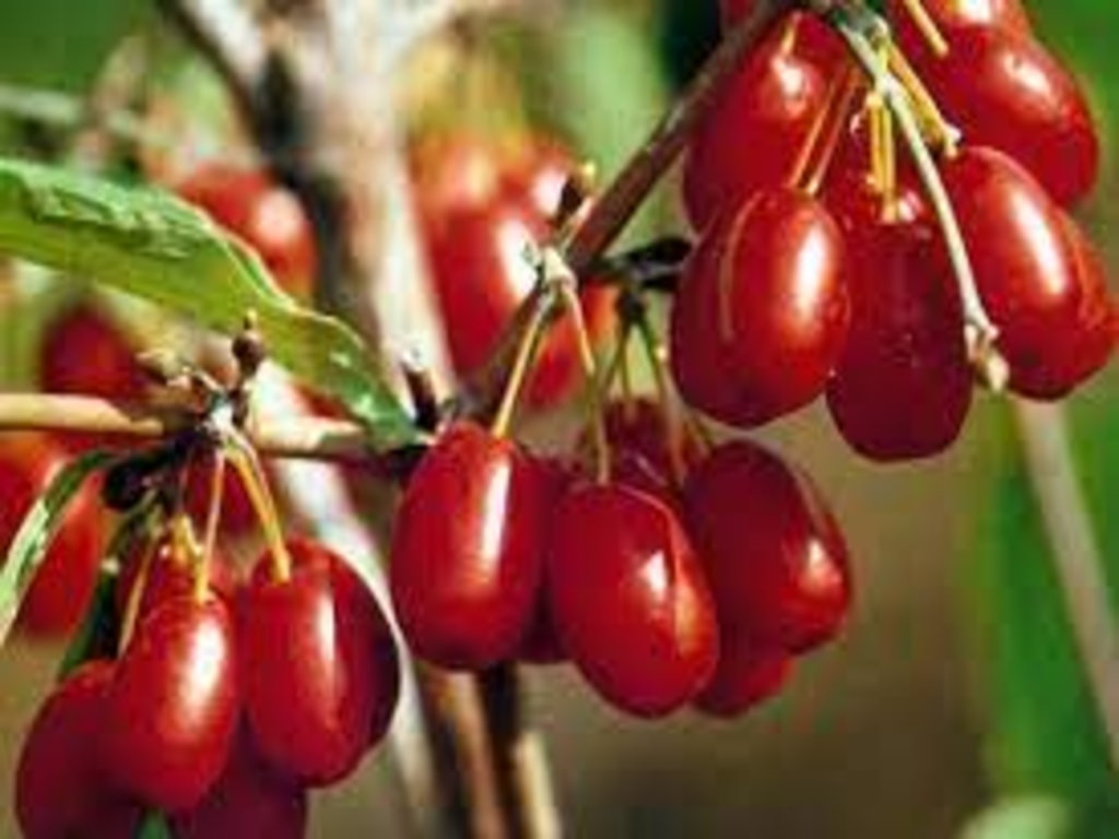 Sơn thù (Fructus Corni officinalis) - Dorafoods